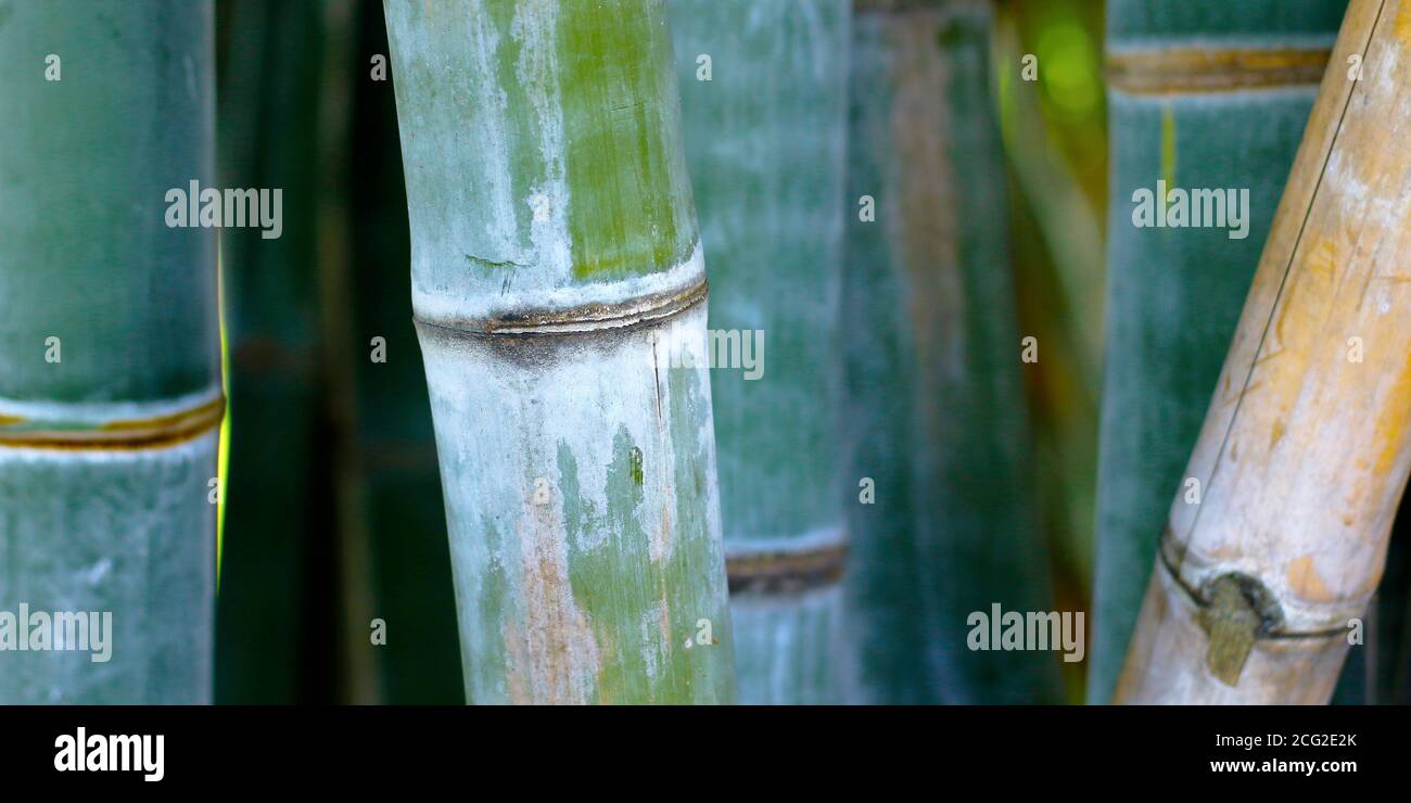 close up of green bamboo sticks in the rainforest Stock Photo - Alamy