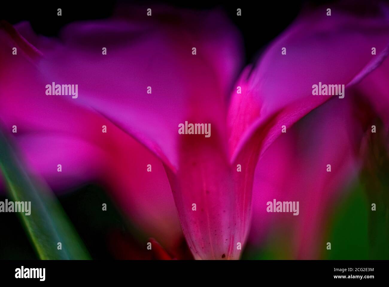 Extreme flower closeup on dark black background Stock Photo - Alamy