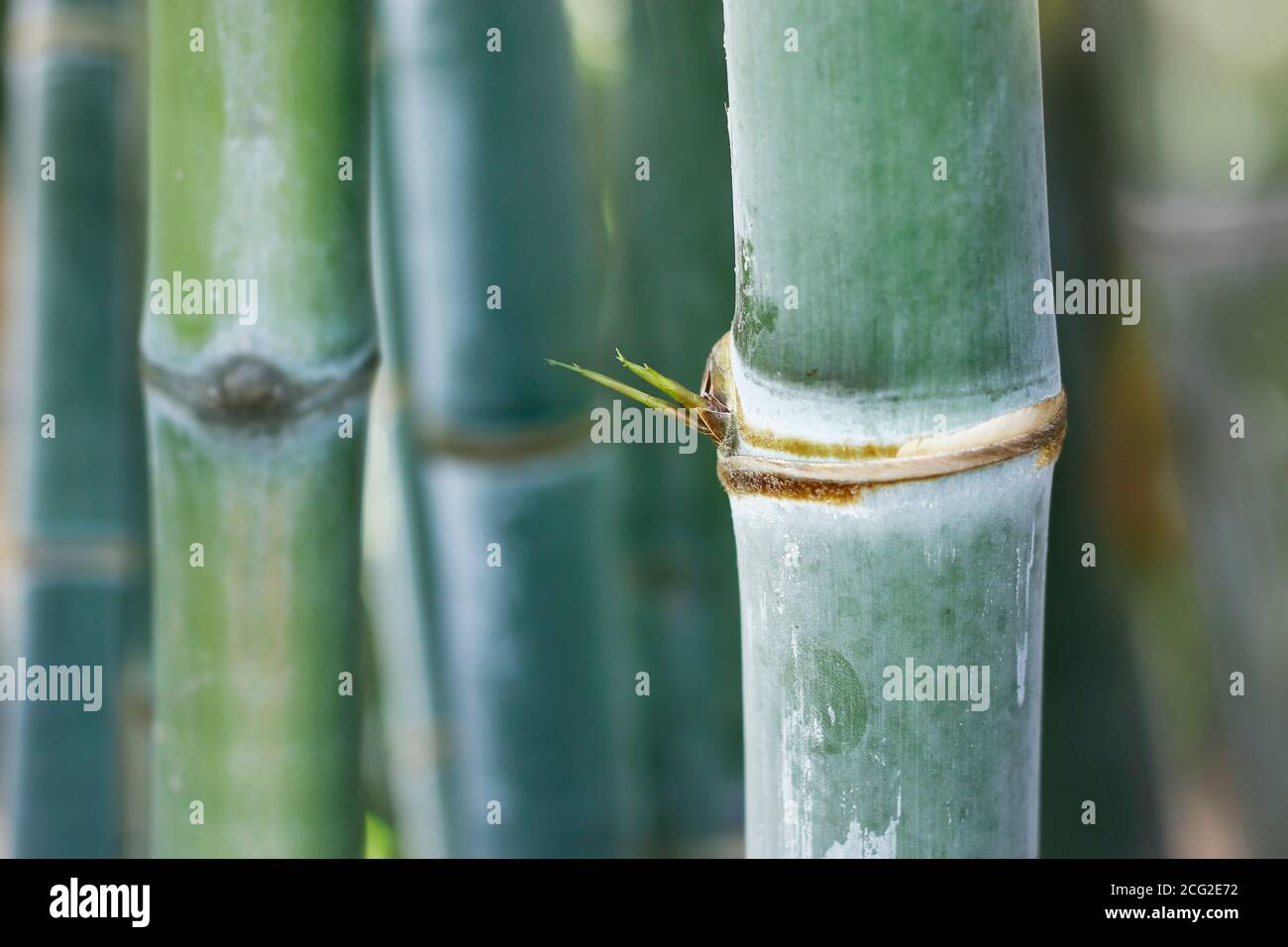close up of green bamboo sticks in the rainforest Stock Photo - Alamy