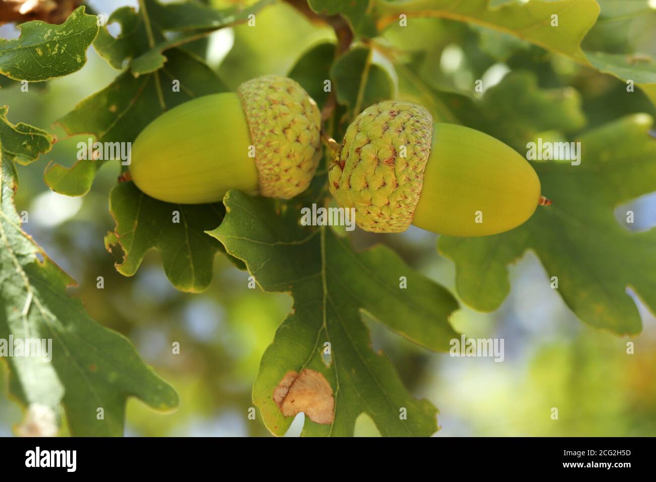 Fresh and young acorn on the tree Stock Photo - Alamy