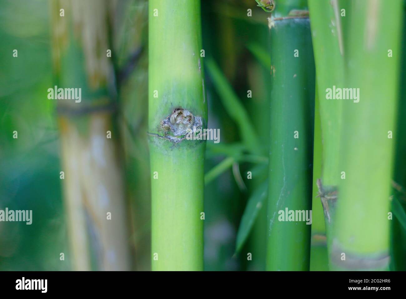 close up of green bamboo sticks in the rainforest Stock Photo - Alamy