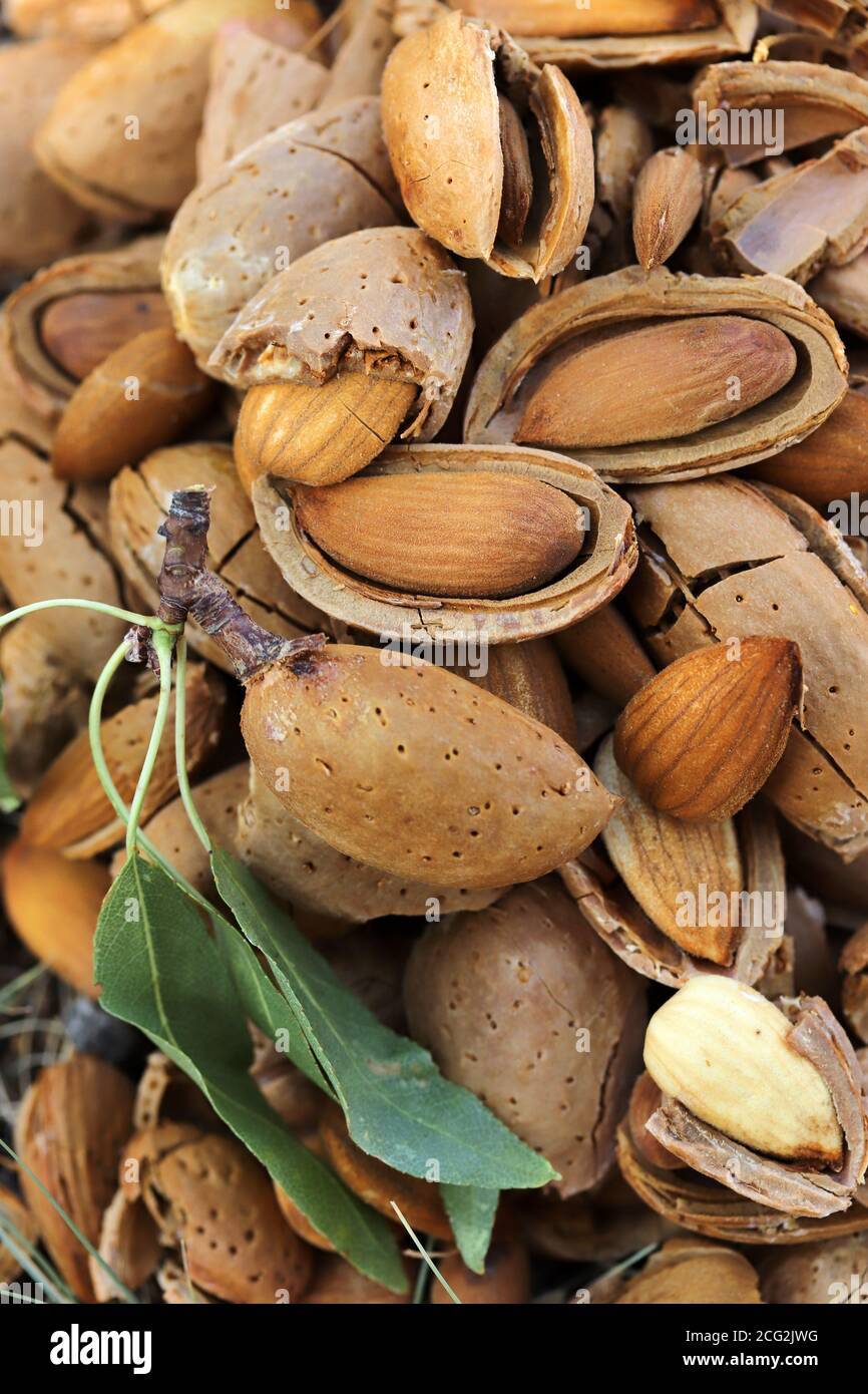 almond harvest time - broken almonds Stock Photo - Alamy