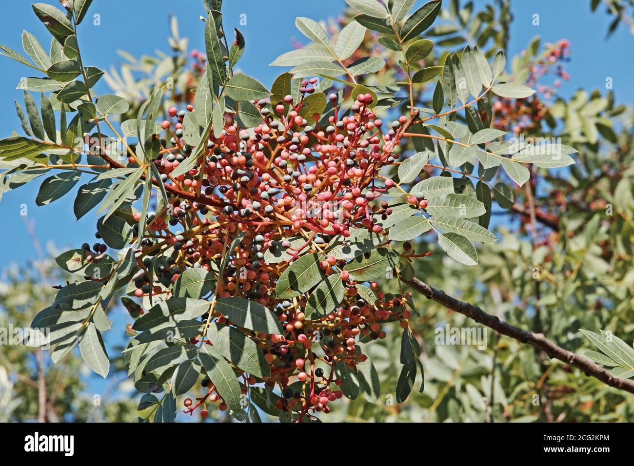 Terebinth tree hi-res stock photography and images - Alamy