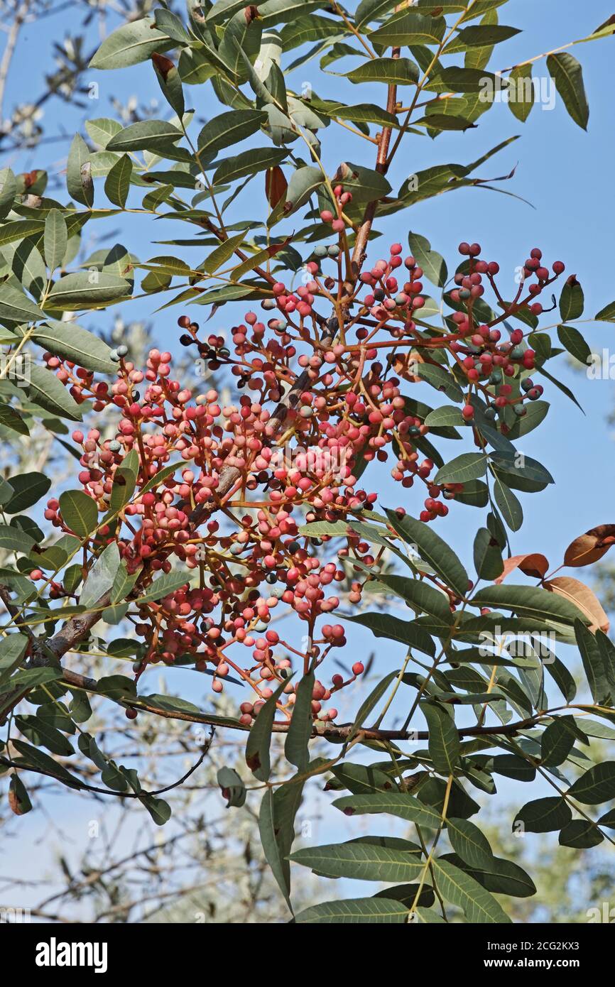 Terebinth tree hi-res stock photography and images - Alamy