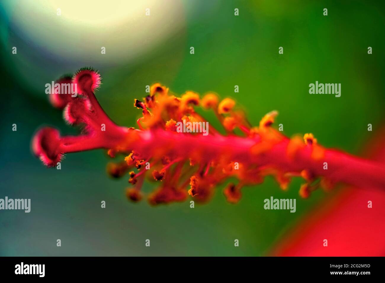 Red Hibiscus flower closeup of the Stigma. Hibiscus is a genus of ...