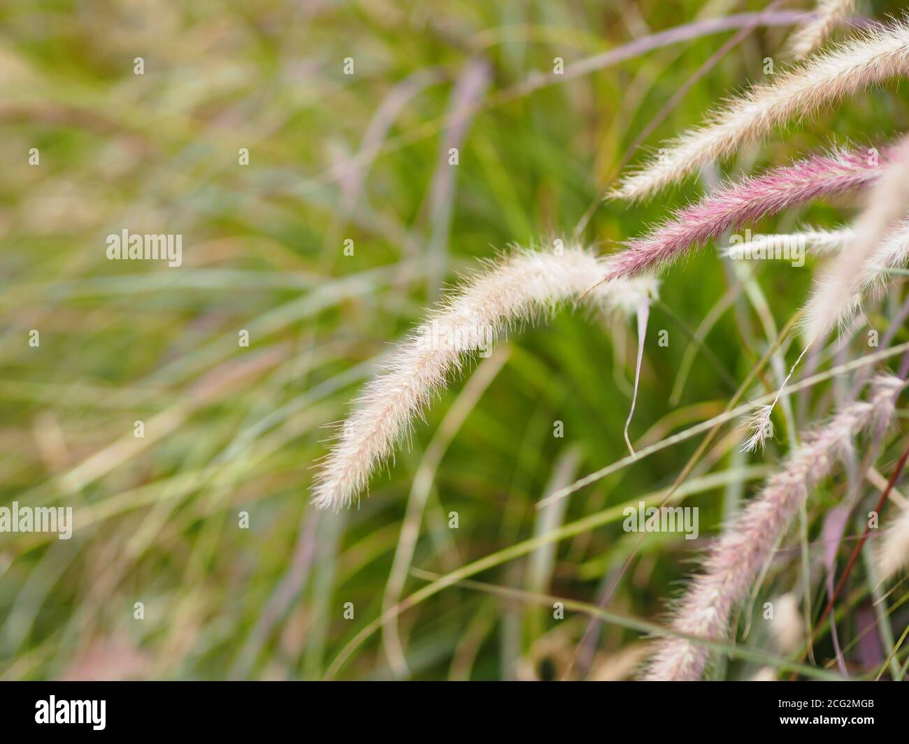 GRAMINEAE Setaria verticillate Panicum verticillatum flower booming in ...