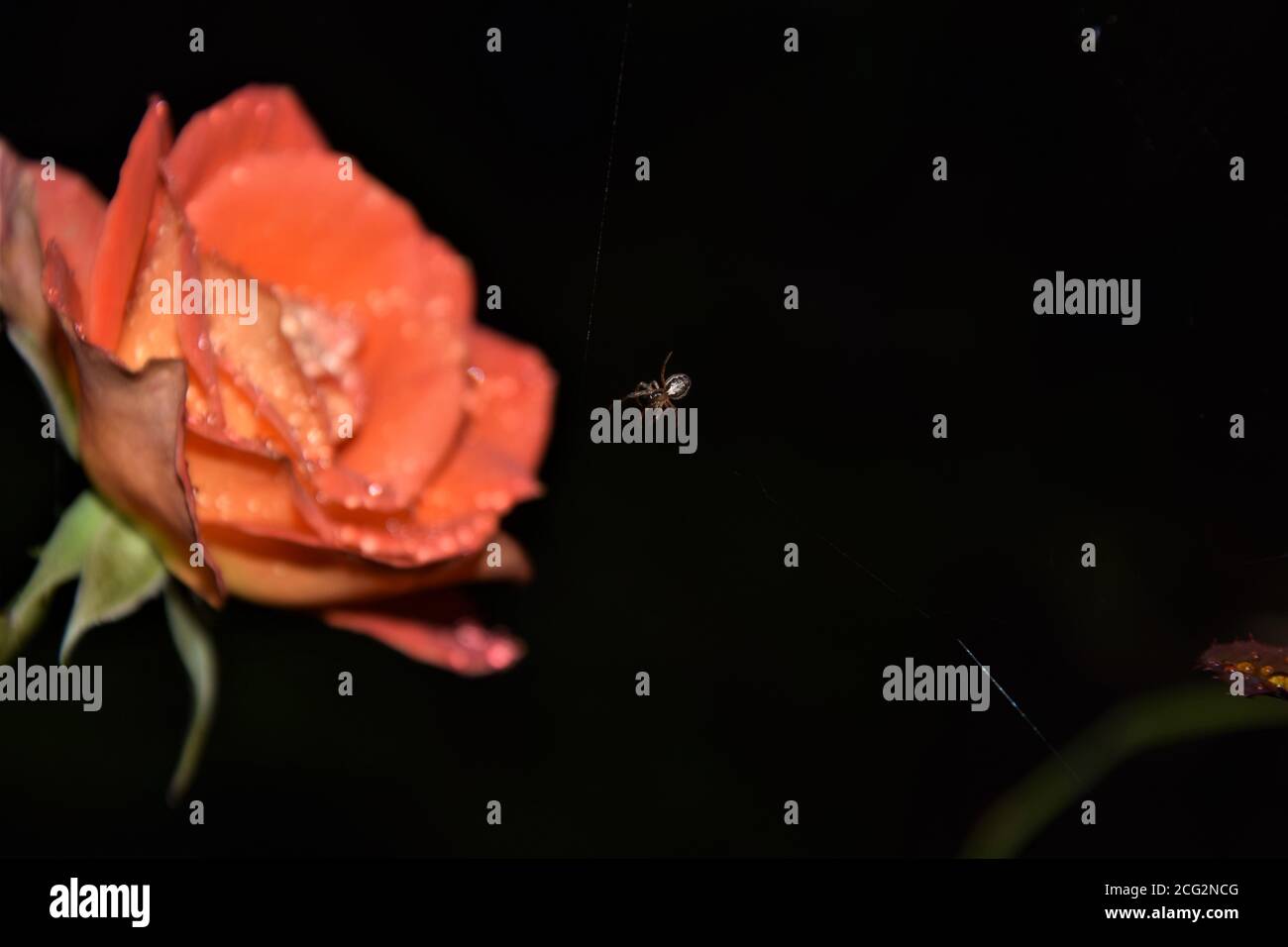 Spider rose flower hi-res stock photography and images - Alamy