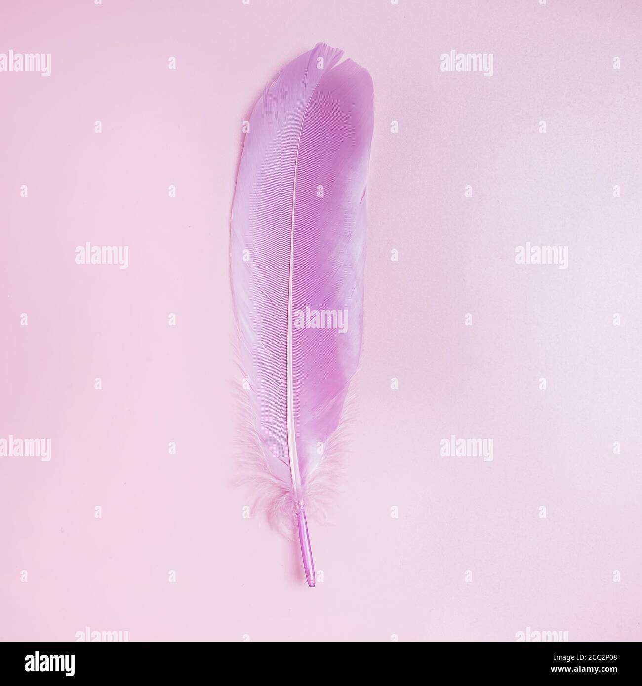 Pink bird feather isolated on pastel background Stock Photo - Alamy