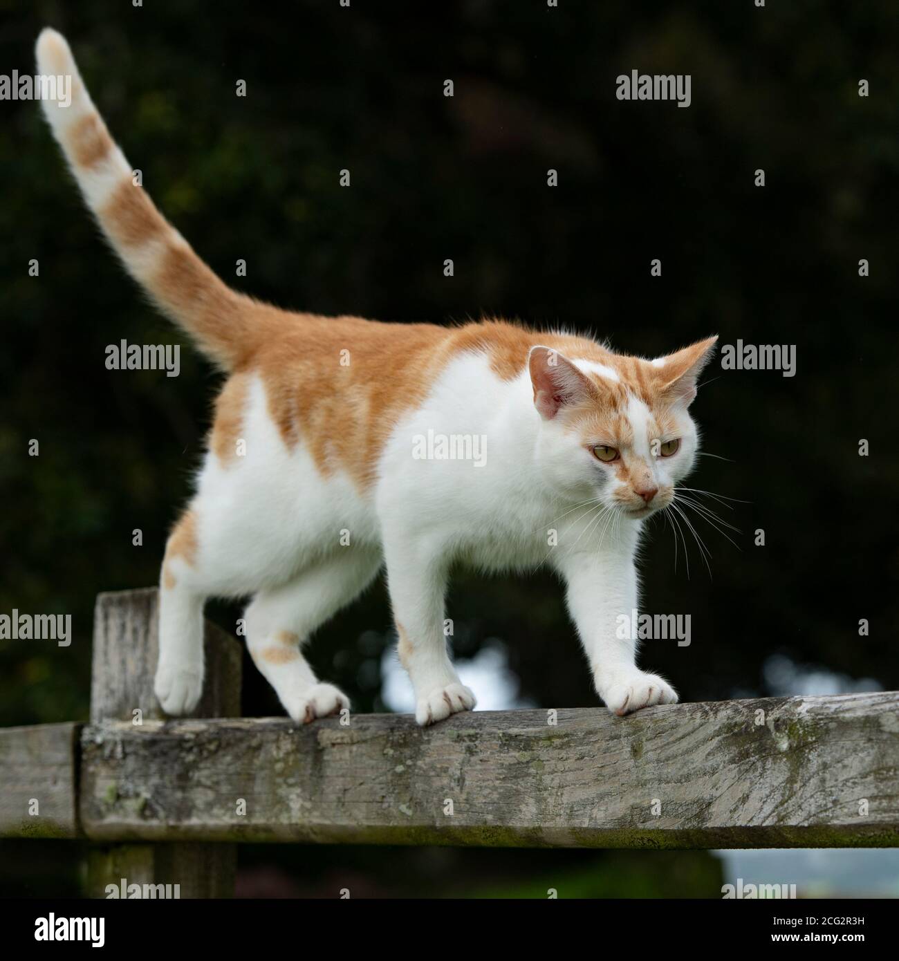 Cat full body hi-res stock photography and images - Alamy