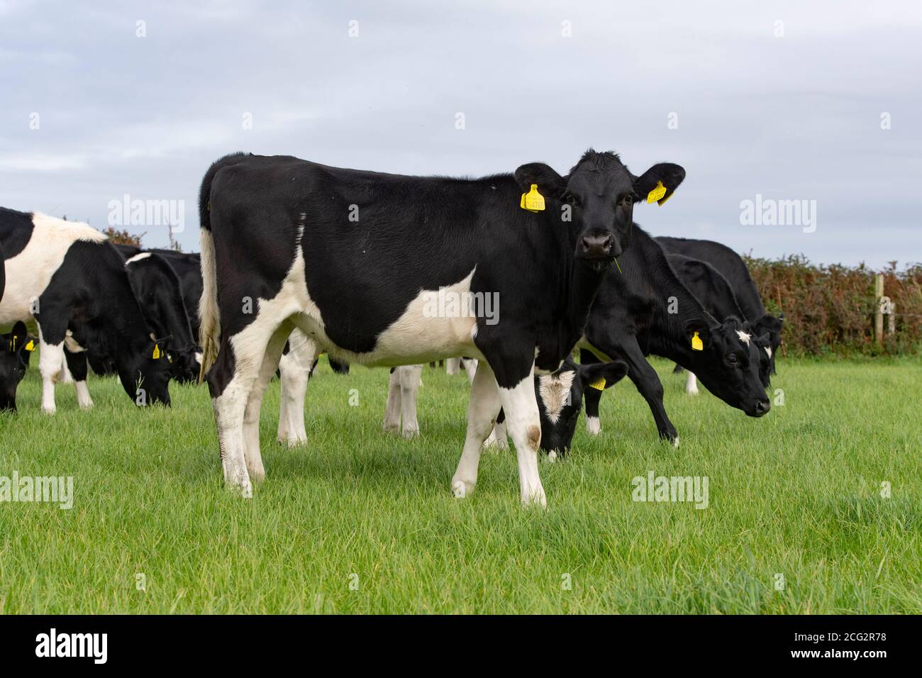 Holstein Cows Grazing High Resolution Stock Photography and Images - Alamy