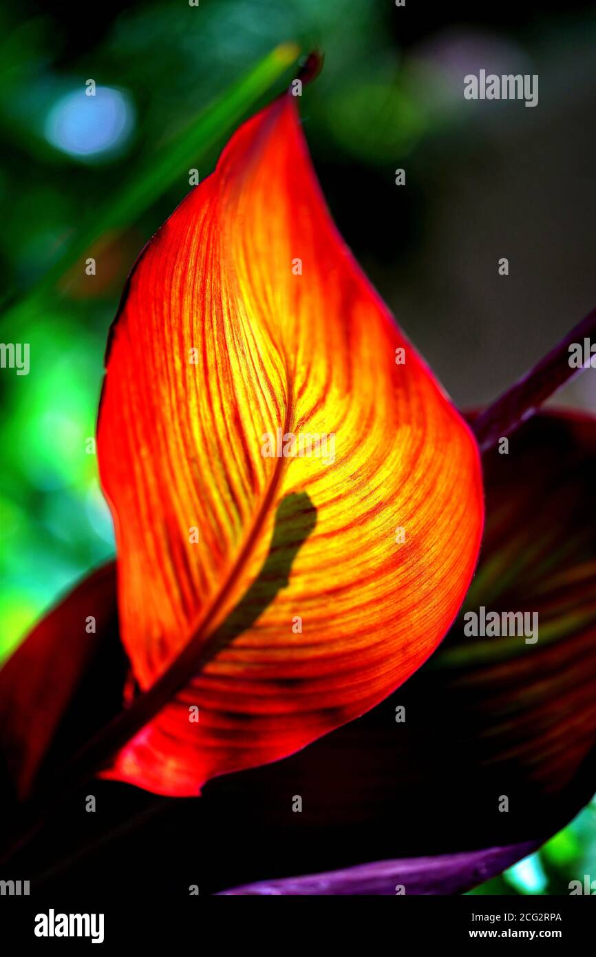 Backlit red canna leaf with converging lines abstract design of veins ...