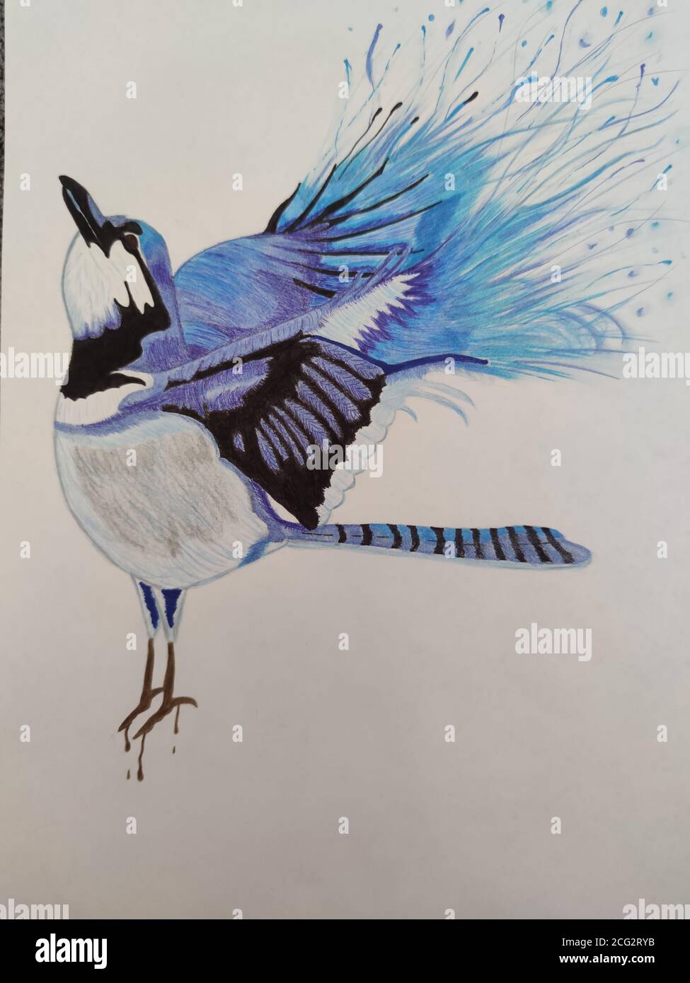 Draw bird hi-res stock photography and images - Alamy