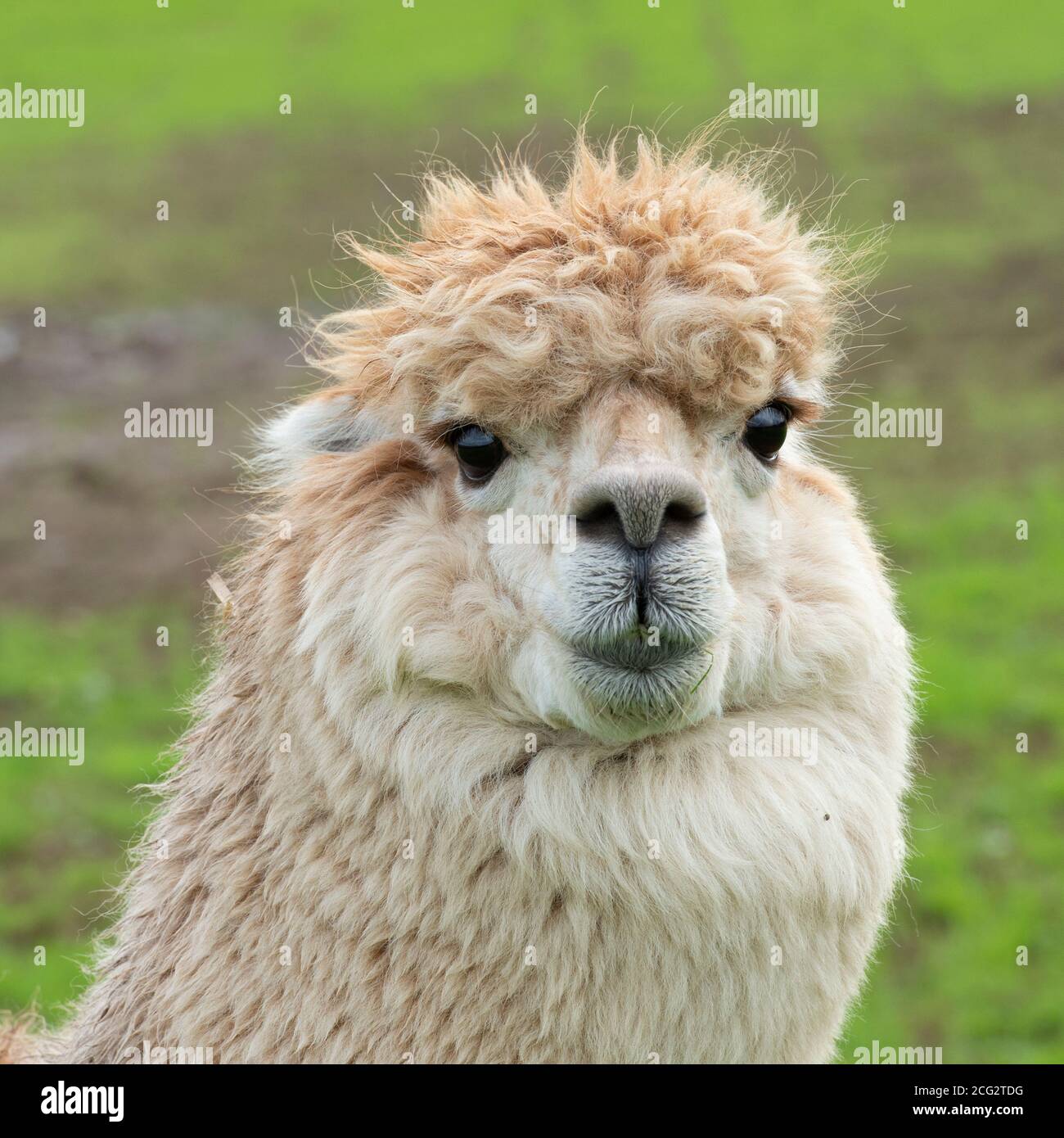 Alpaca spitting hi-res stock photography and images - Alamy