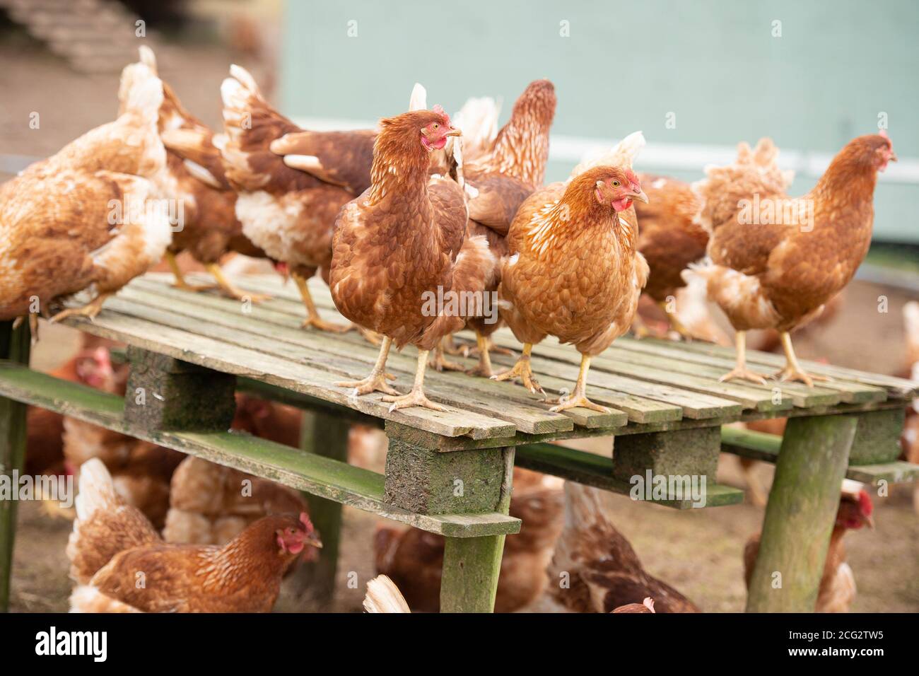chickens on a commercial free range organic poultry farm Stock Photo ...