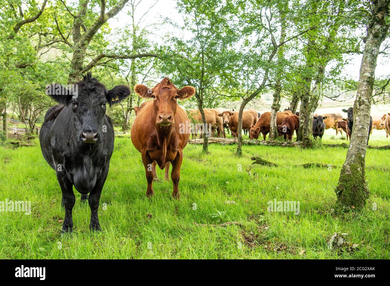 cows and calves in woodland Stock Photo - Alamy