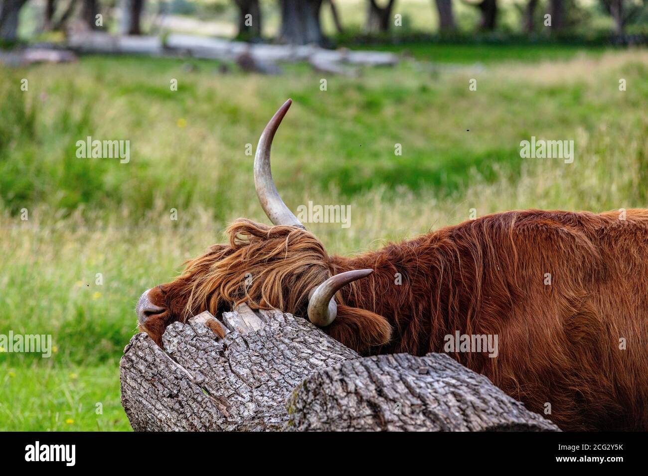 Hairy Highland Cow having a scratch Stock Photo - Alamy