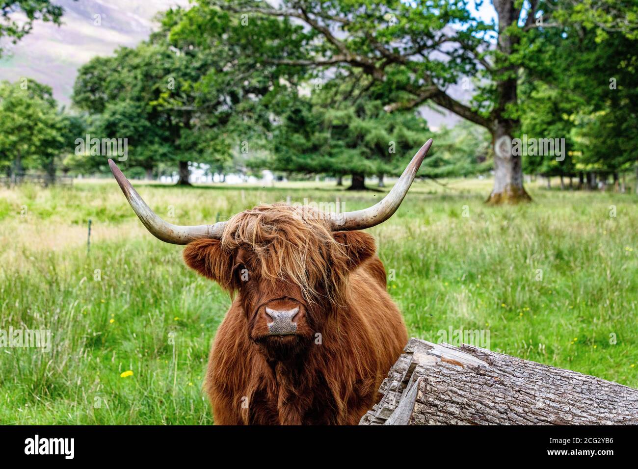 Highland Cow in Scotland Stock Photo - Alamy