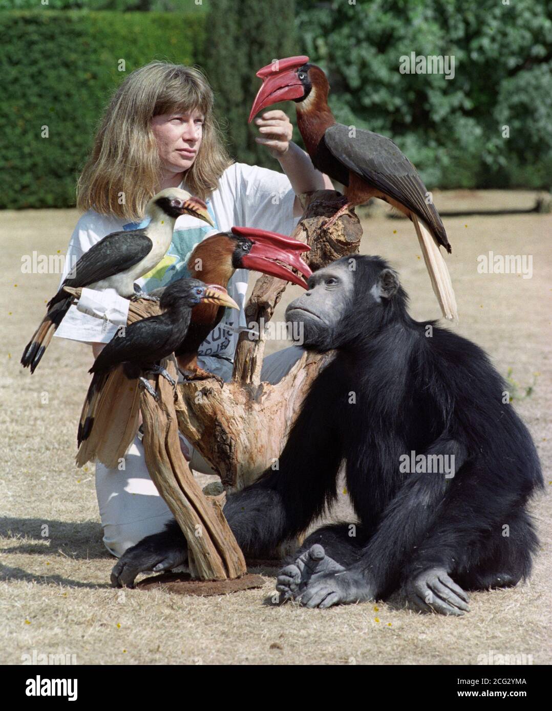 Joan Childs, of the RSPB, examines some stuffed Hornbill birds along ...