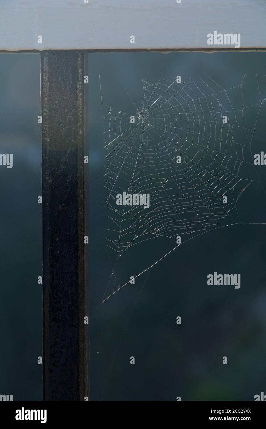 Spider web between two bars. Reservoir of Vadiello. Guatizalema river ...