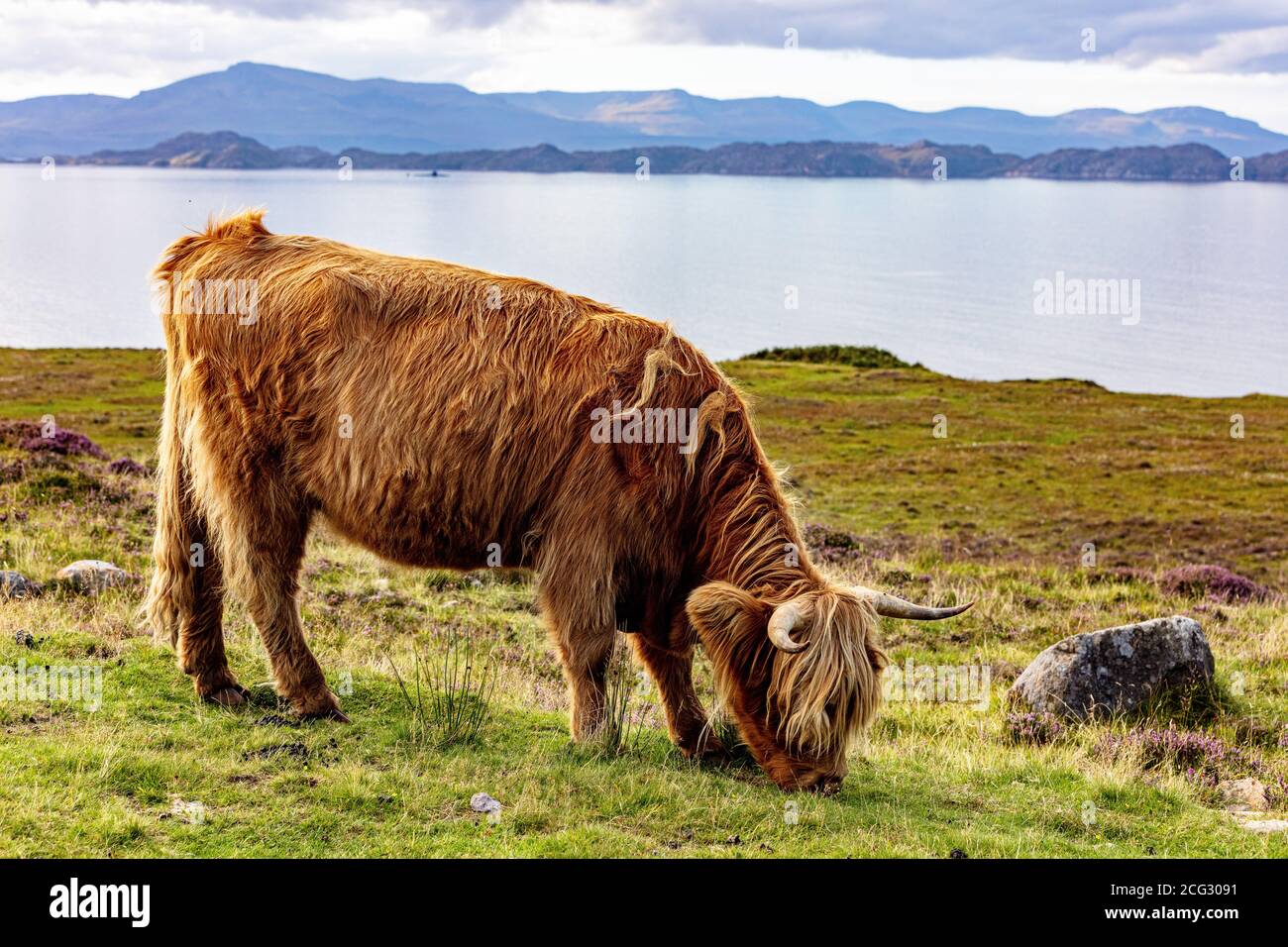 Hairy scottish cow hi-res stock photography and images - Alamy