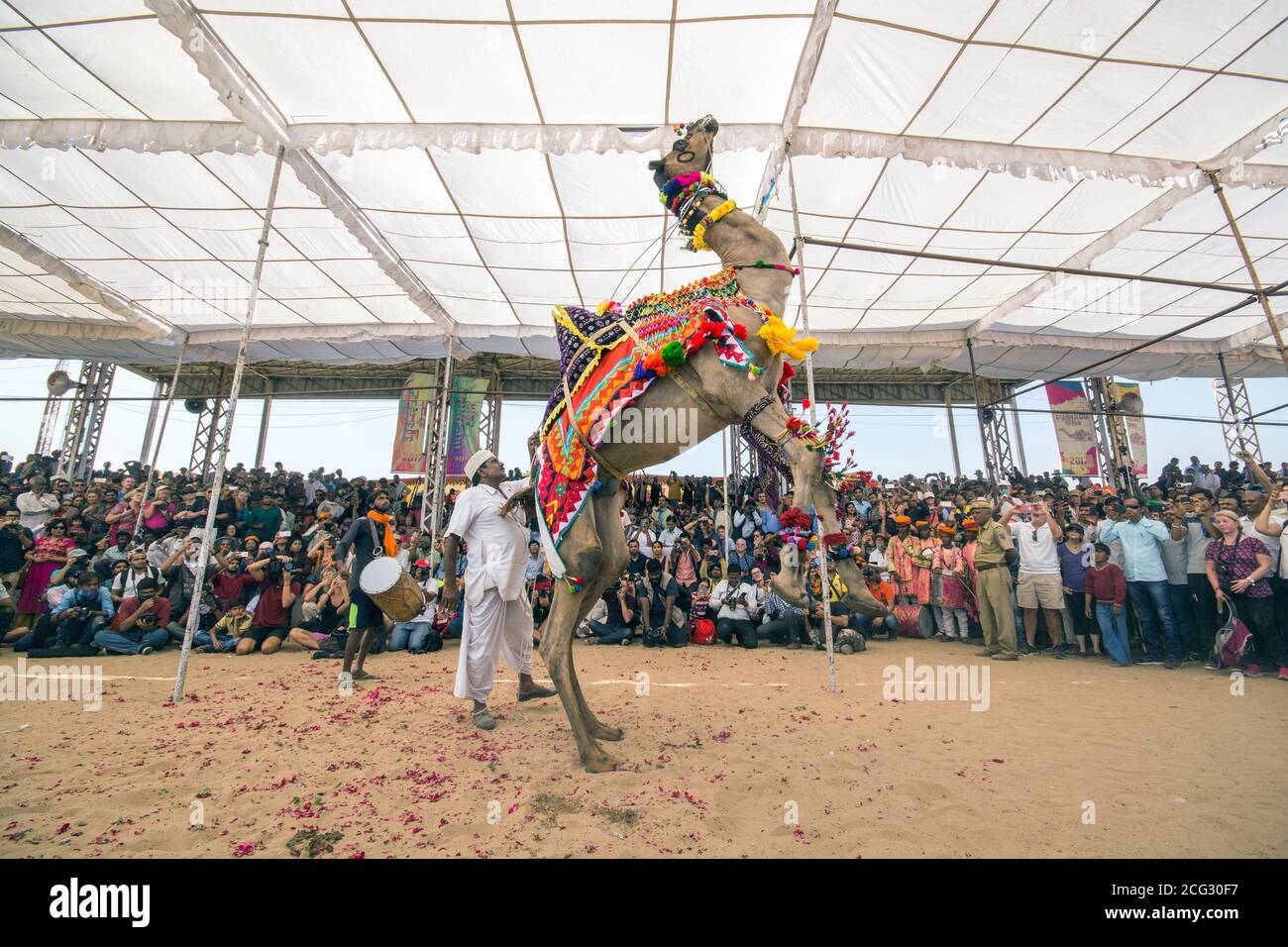 Camel dance hi-res stock photography and images - Alamy