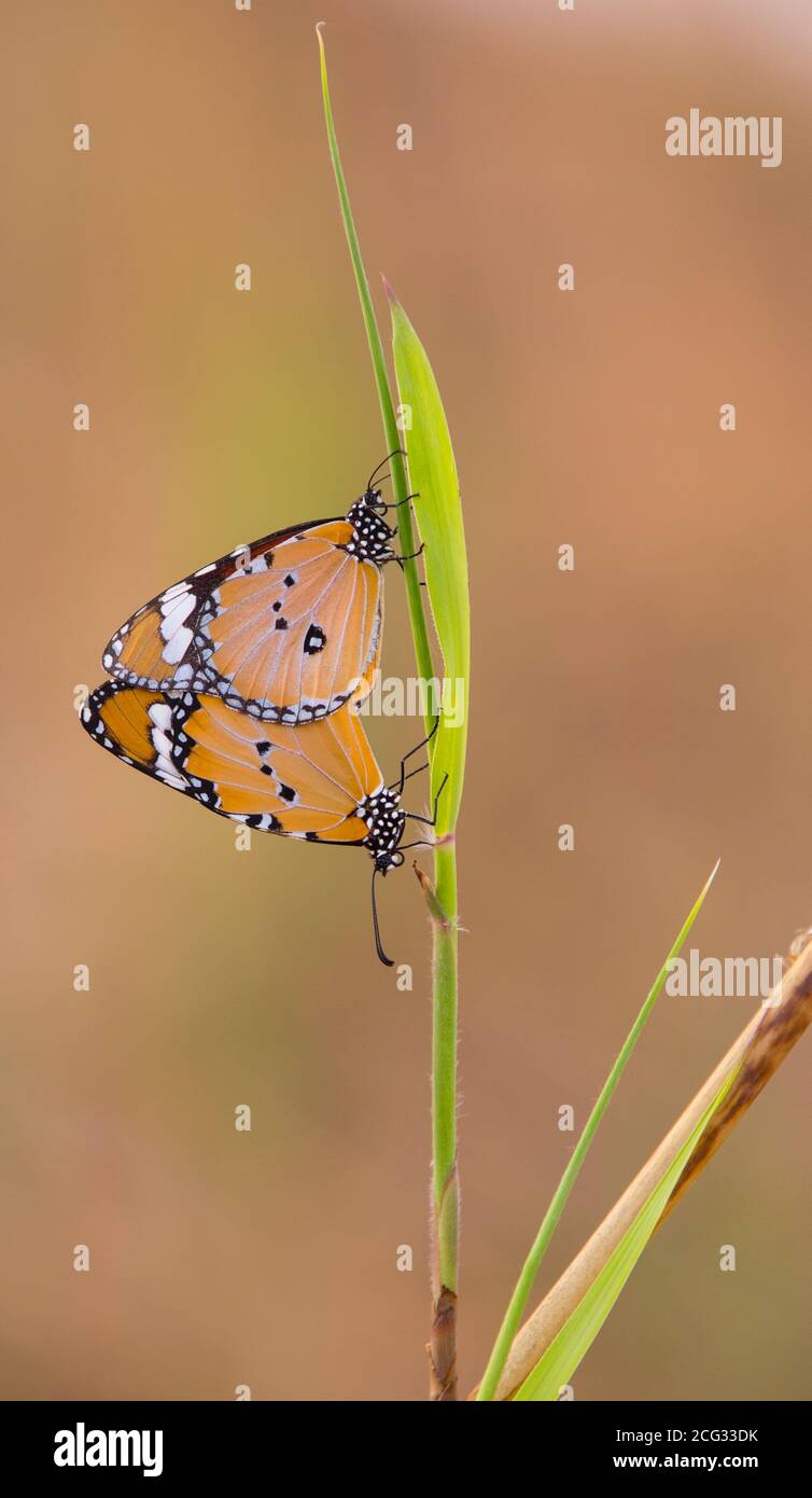 Two Plain Tiger (Danaus chrysippus) AKA African Monarch Butterfly ...