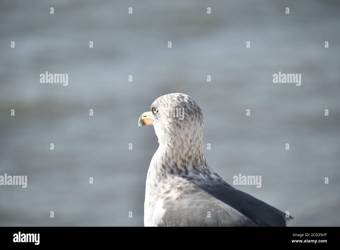 Crowd of gull hi-res stock photography and images - Alamy