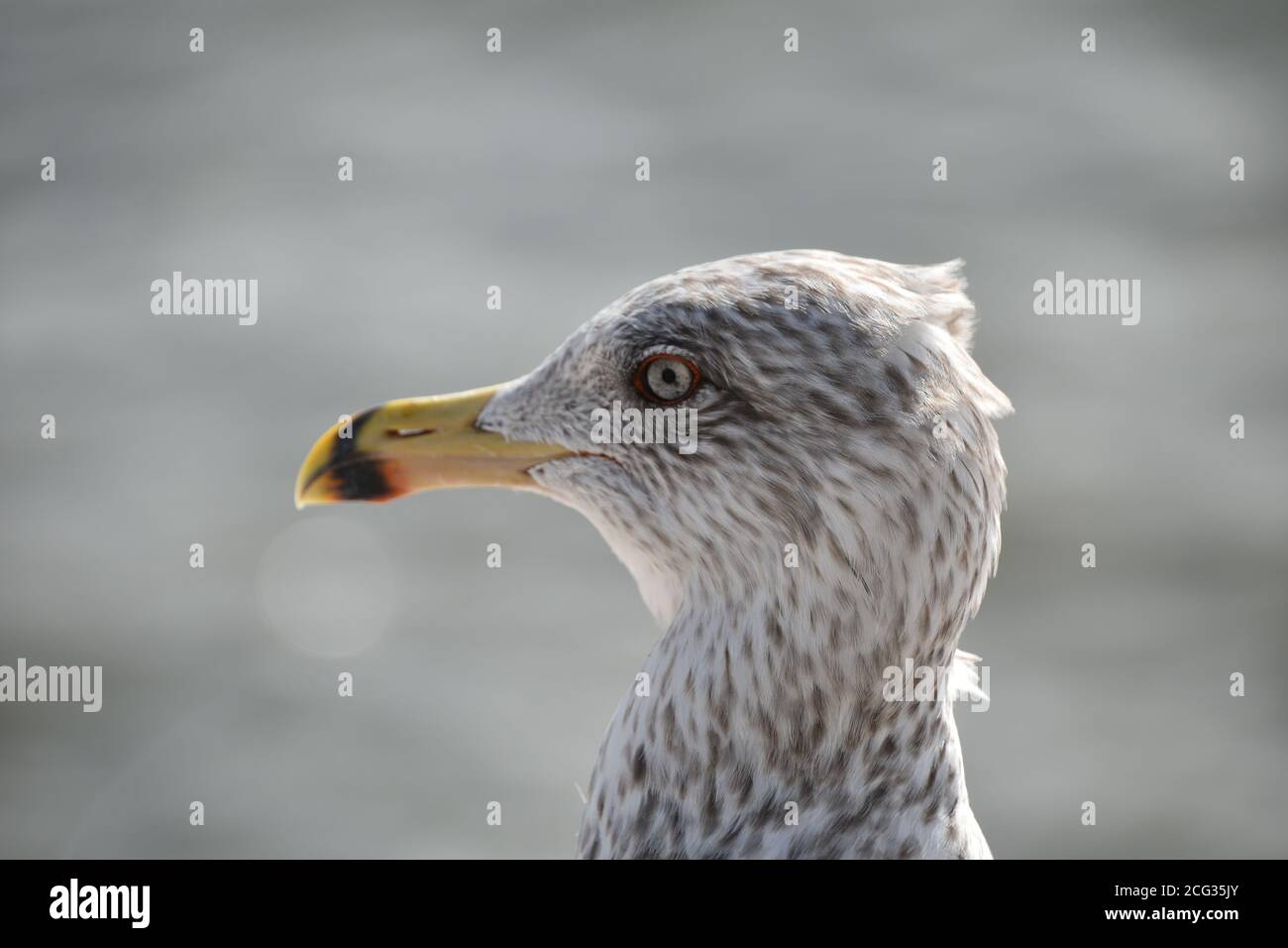 Crowd of gull hi-res stock photography and images - Alamy