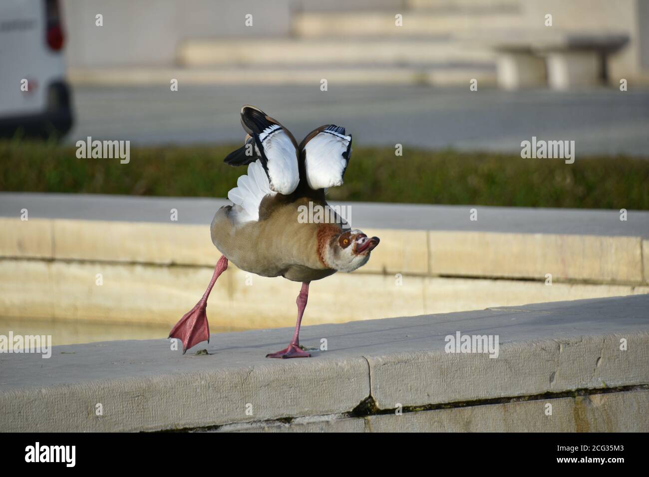 Fire goose hi-res stock photography and images - Alamy