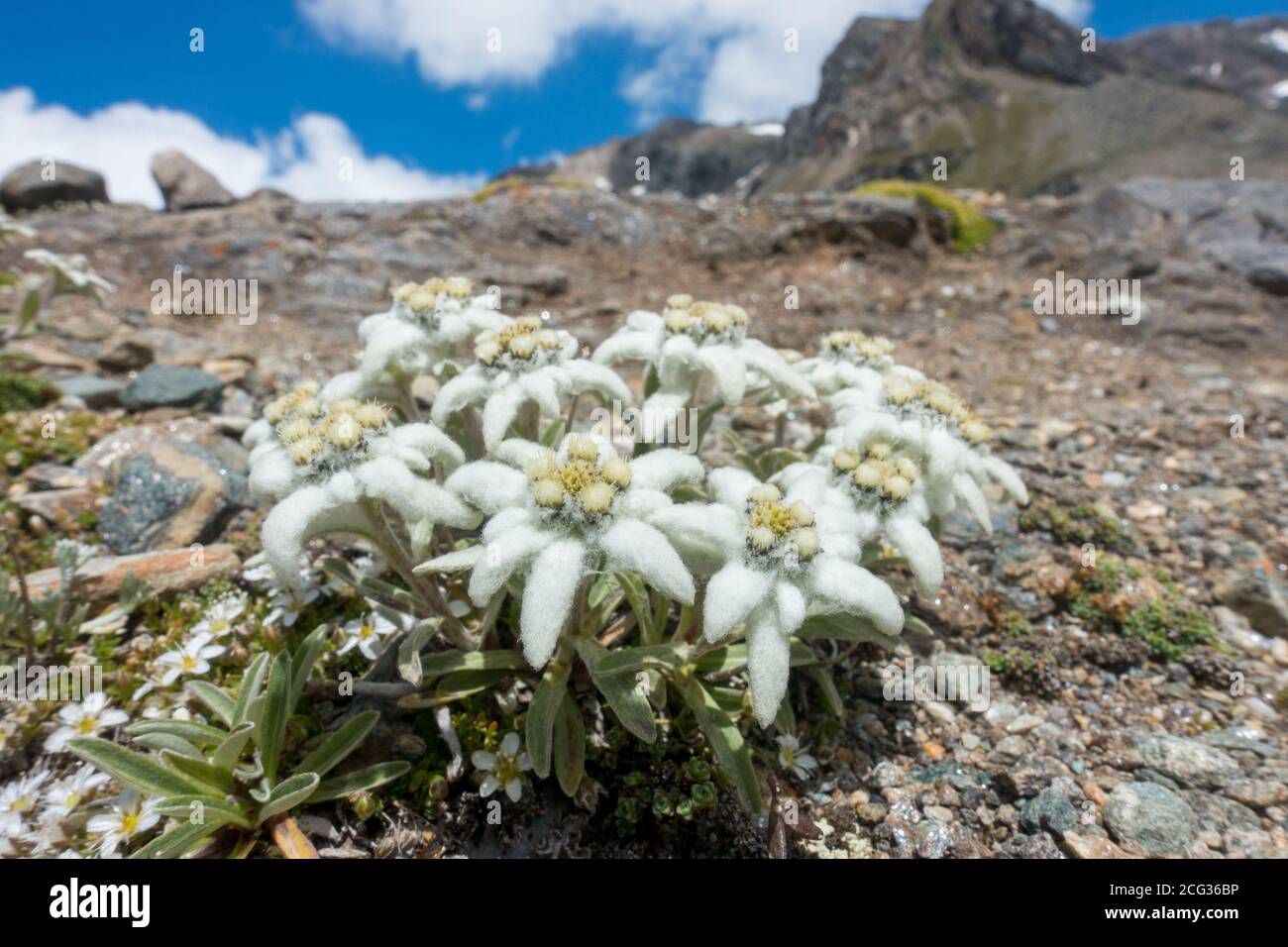Alpen alps asteraceae hi-res stock photography and images - Alamy