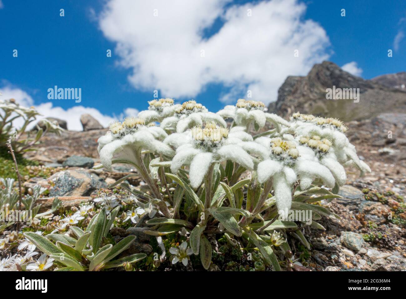 Edelweiss in the East Tyrol alps Stock Photo - Alamy