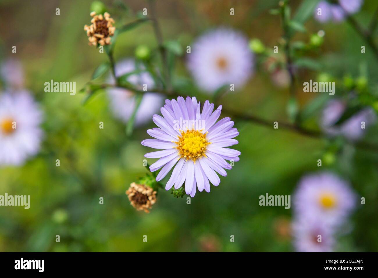 Purple Daisy in Detail Stock Photo - Alamy