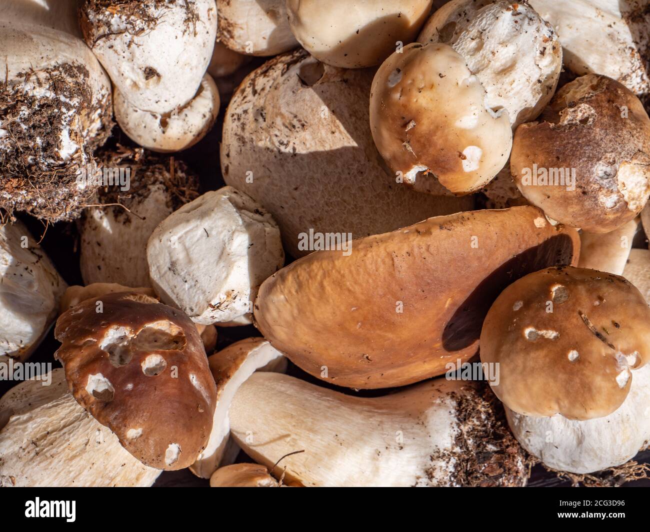 Texture of porcini mushrooms background Stock Photo - Alamy