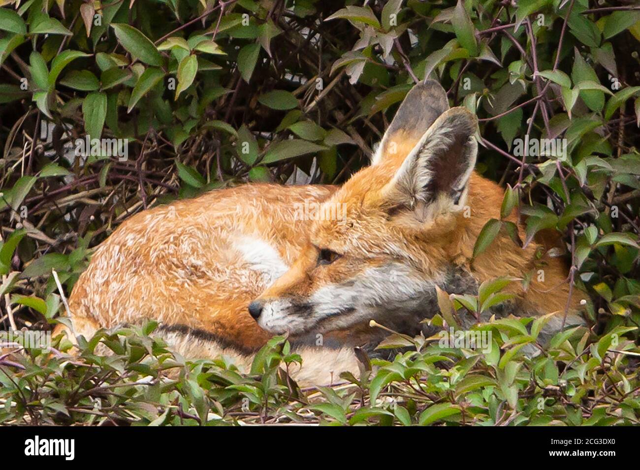 Swift Fox High Resolution Stock Photography and Images - Alamy