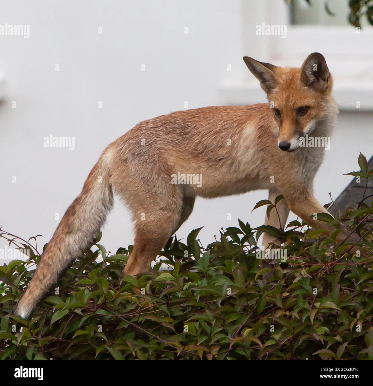 Swift fox kit hi-res stock photography and images - Alamy