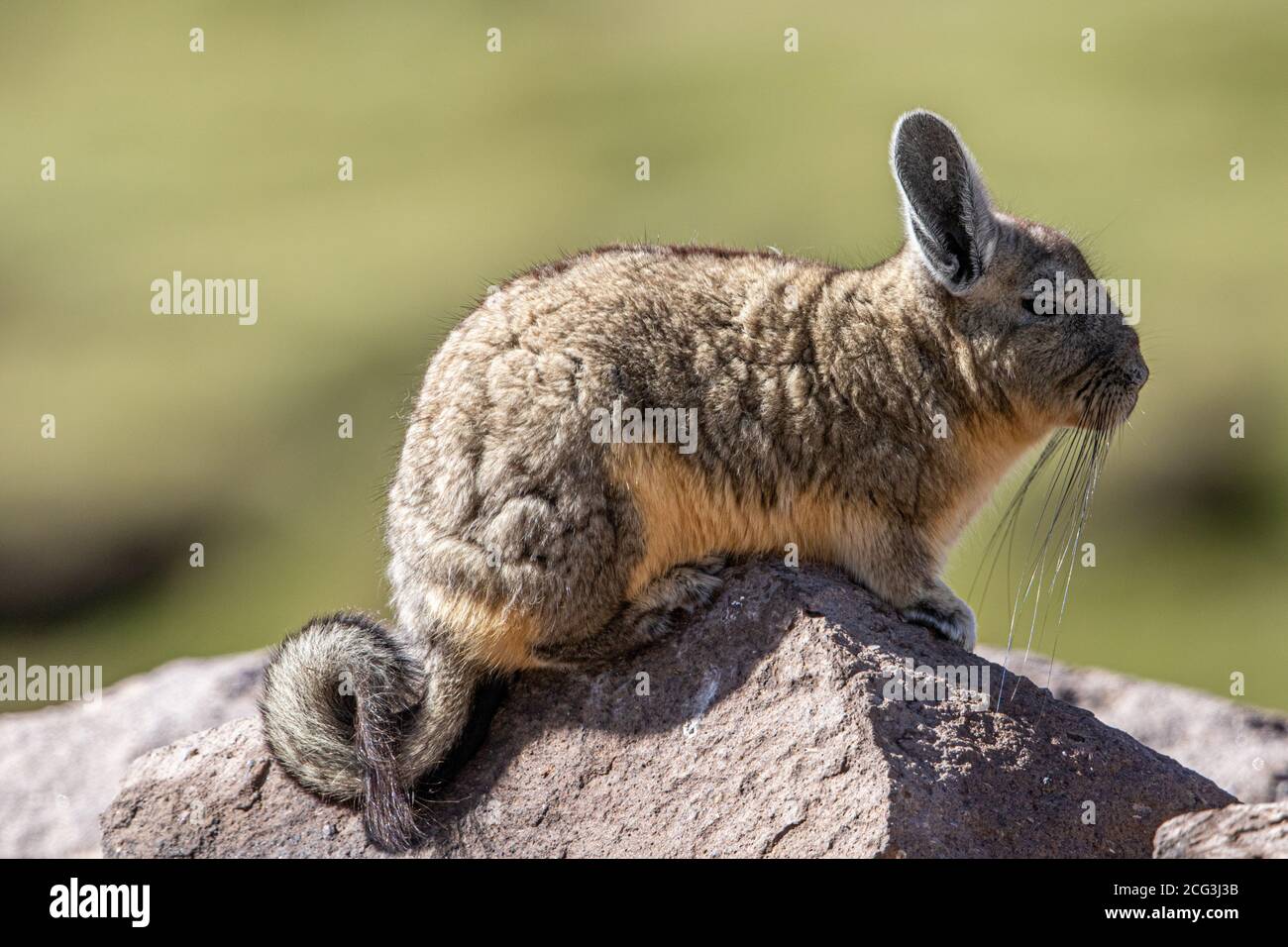 Mountain Viscacha Lagidium High Resolution Stock Photography and Images ...