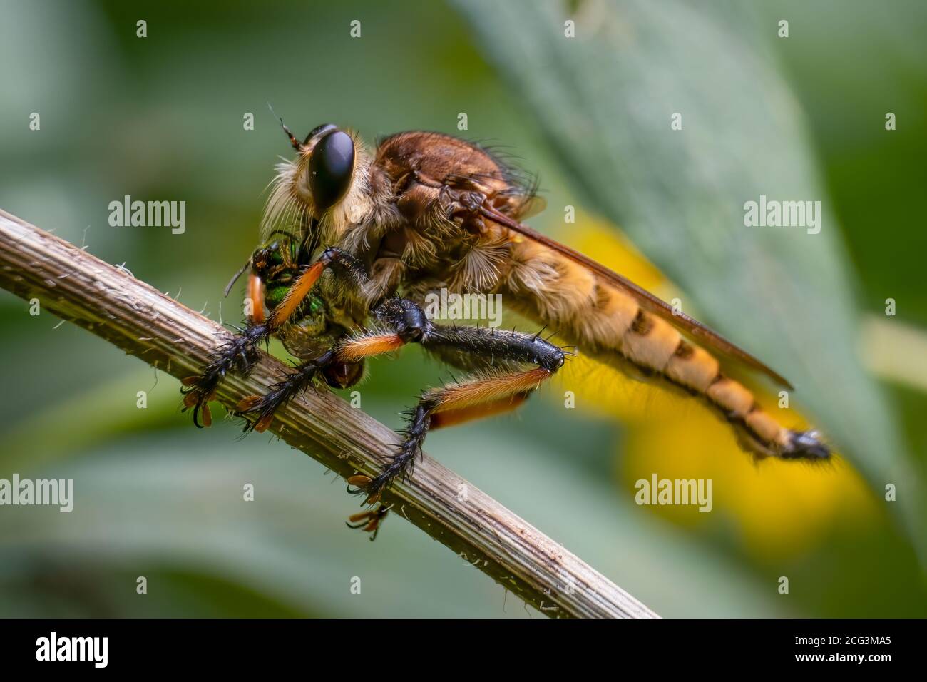 A Red-footed Cannibalfly (Promachus rufipes) cradling its prey. Raleigh ...