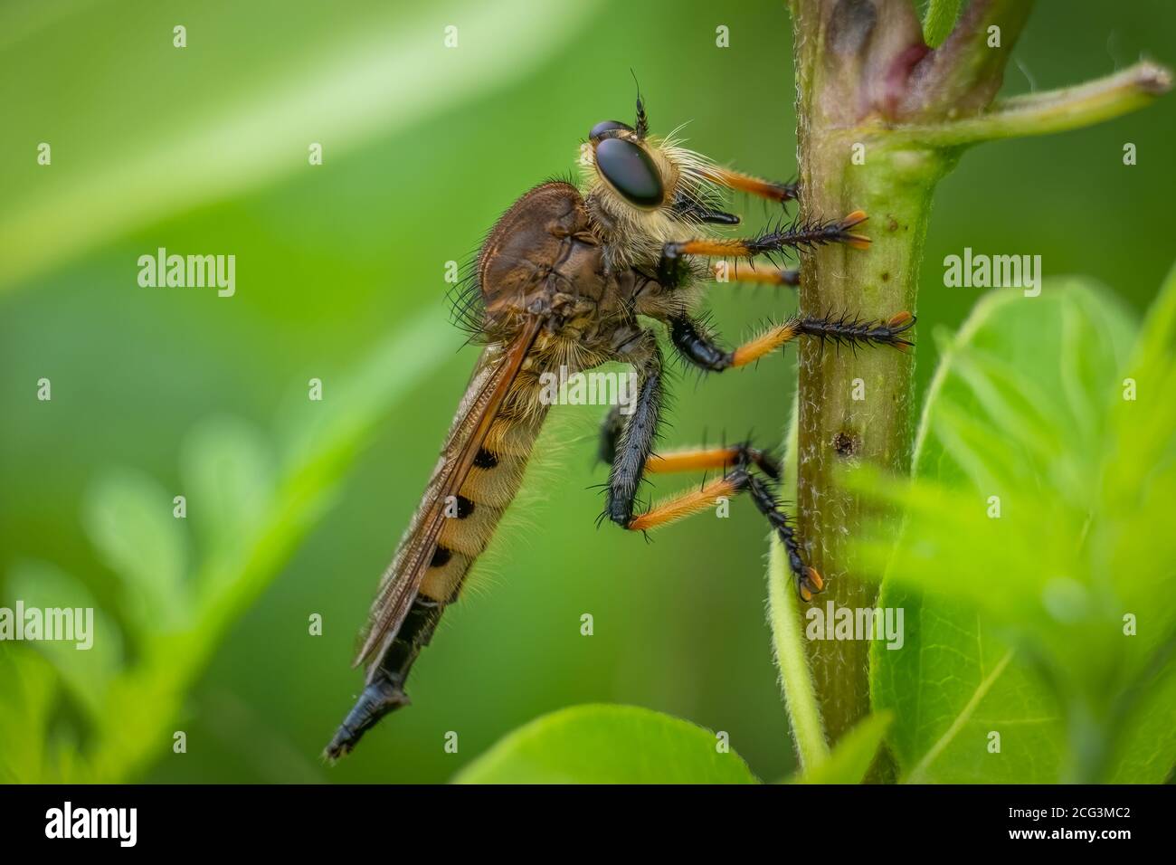A profile view of a Red-footed Cannibalfly (Promachus rufipes) resting ...
