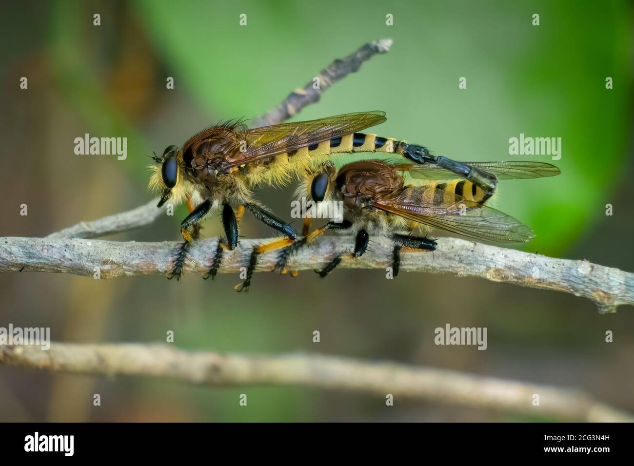 A pair of Red-footed Cannibalflies (Promachus rufipes) procreating on a ...