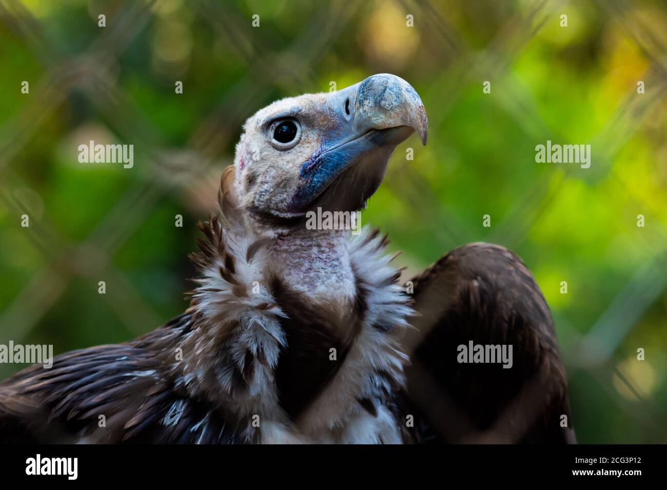 Scavenger birds hi-res stock photography and images - Alamy