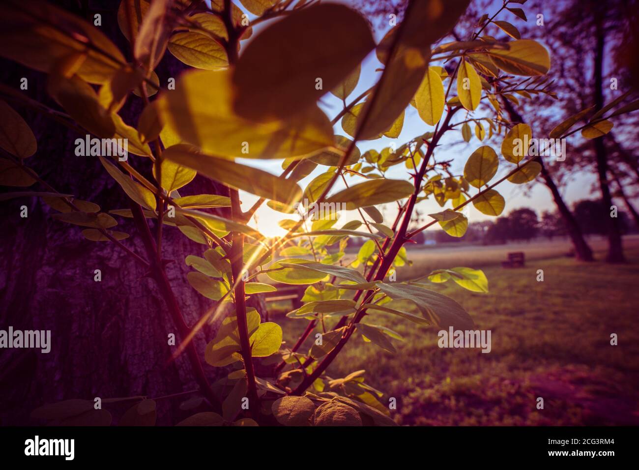 Sun light passing through leaves hi-res stock photography and images ...