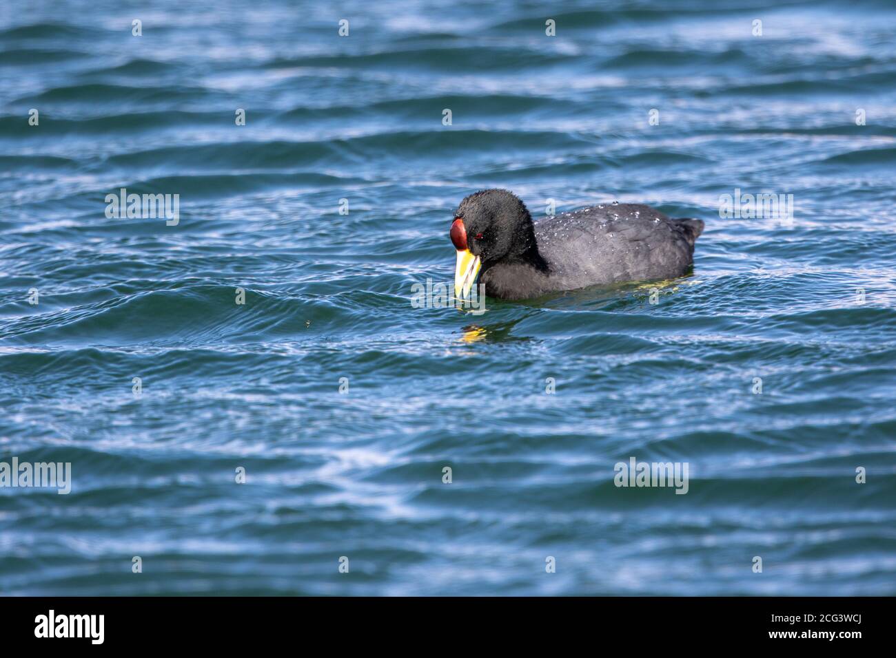 Swimming Andean coot Stock Photo - Alamy