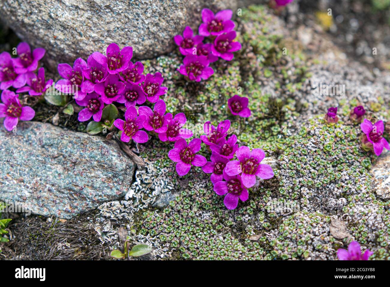 Purple mountain saxifrage hi-res stock photography and images - Alamy