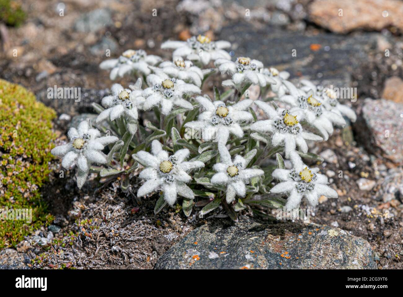 Alpen edelweiss leontopodium nivale hi-res stock photography and images ...