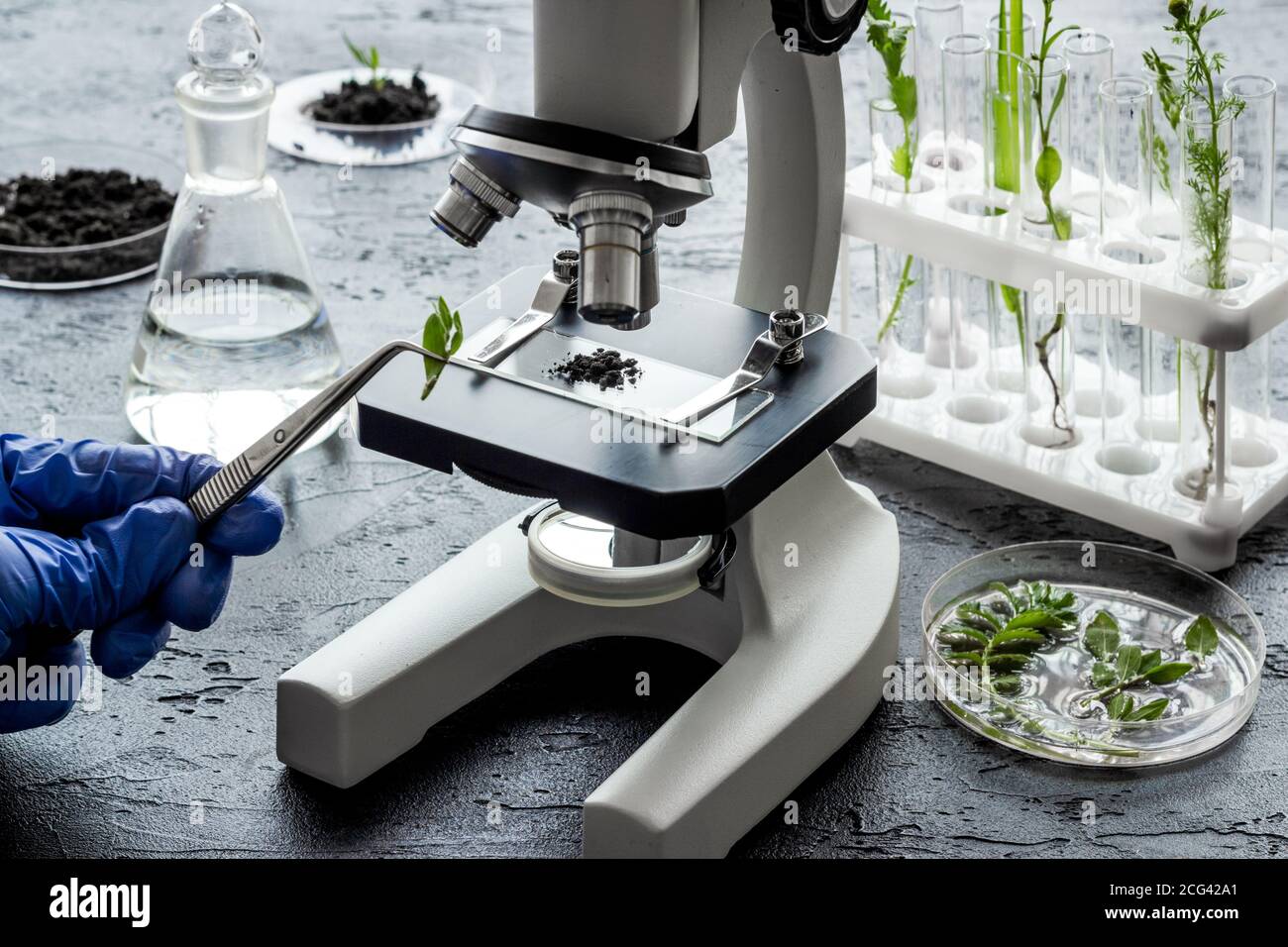 Biologist researching plants with microscope in biological chemistry ...
