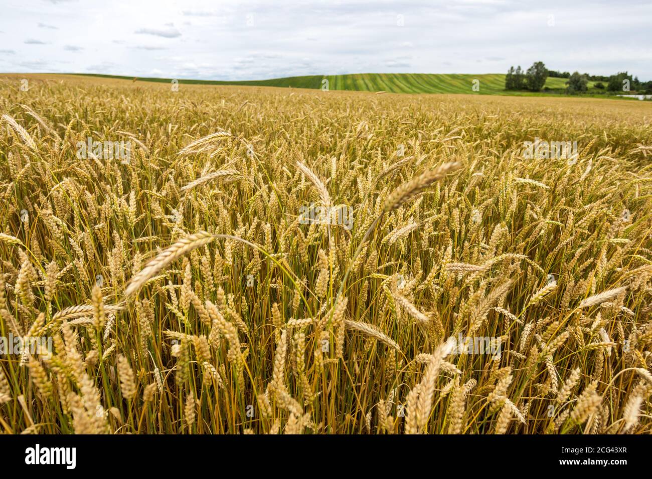 A Panorama background wheat field Stock Photo - Alamy
