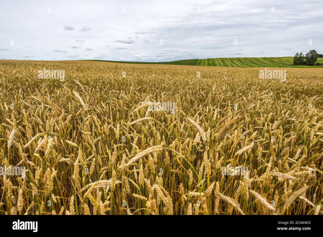 Australia wheat queensland High Resolution Stock Photography and Images ...