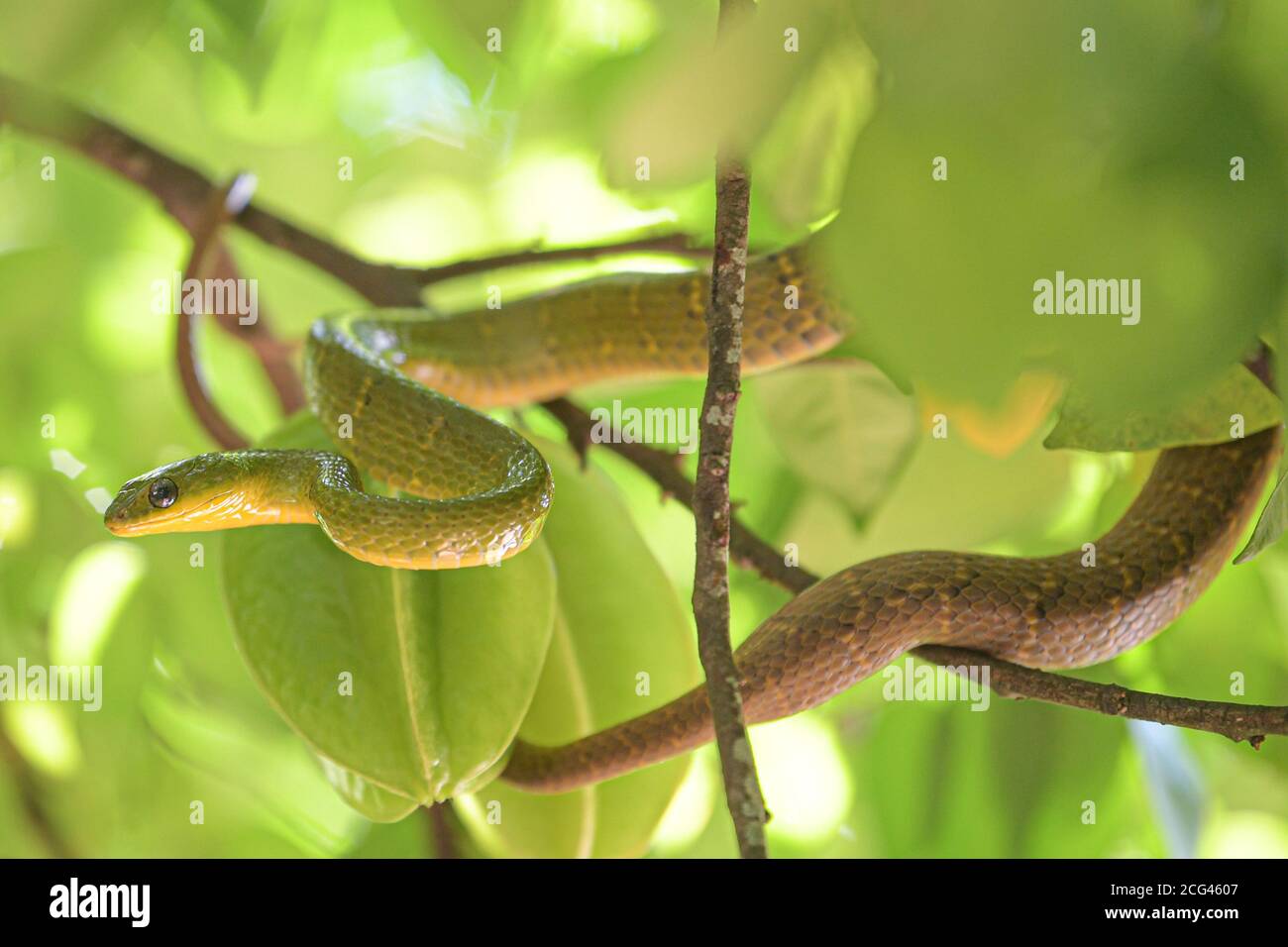 Haikou. 5th Sep, 2020. Photo taken on Sept. 5, 2020 shows a snake in a ...