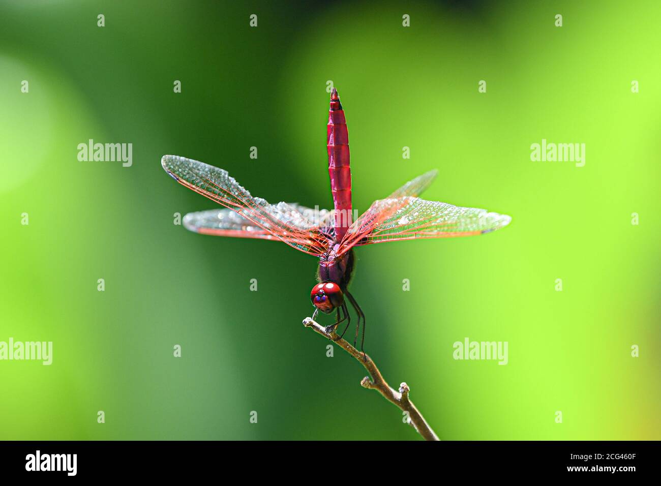 Haikou. 2nd Sep, 2020. Photo taken on Sept. 2, 2020 shows a dragonfly ...