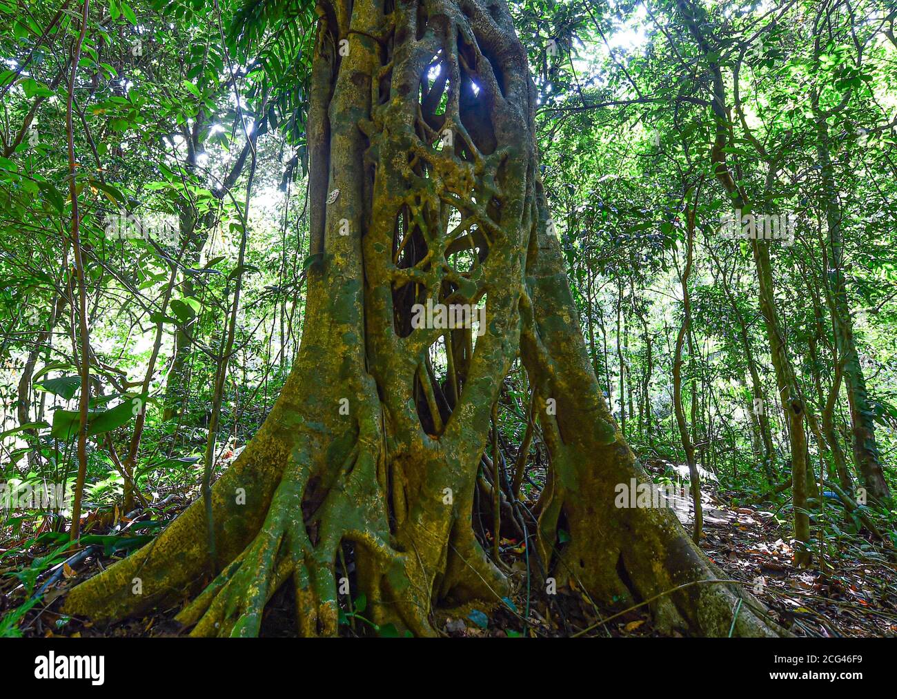 Haikou. 2nd Sep, 2020. Photo taken on Sept. 2, 2020 shows a hollow tree ...